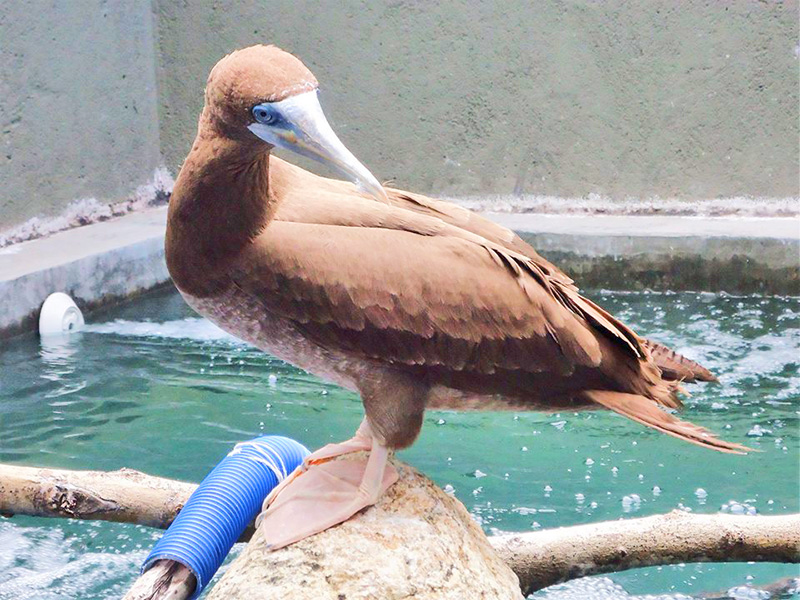 Publicado em 24/01/2016 15/10/2021 por Gustavo Antelmi